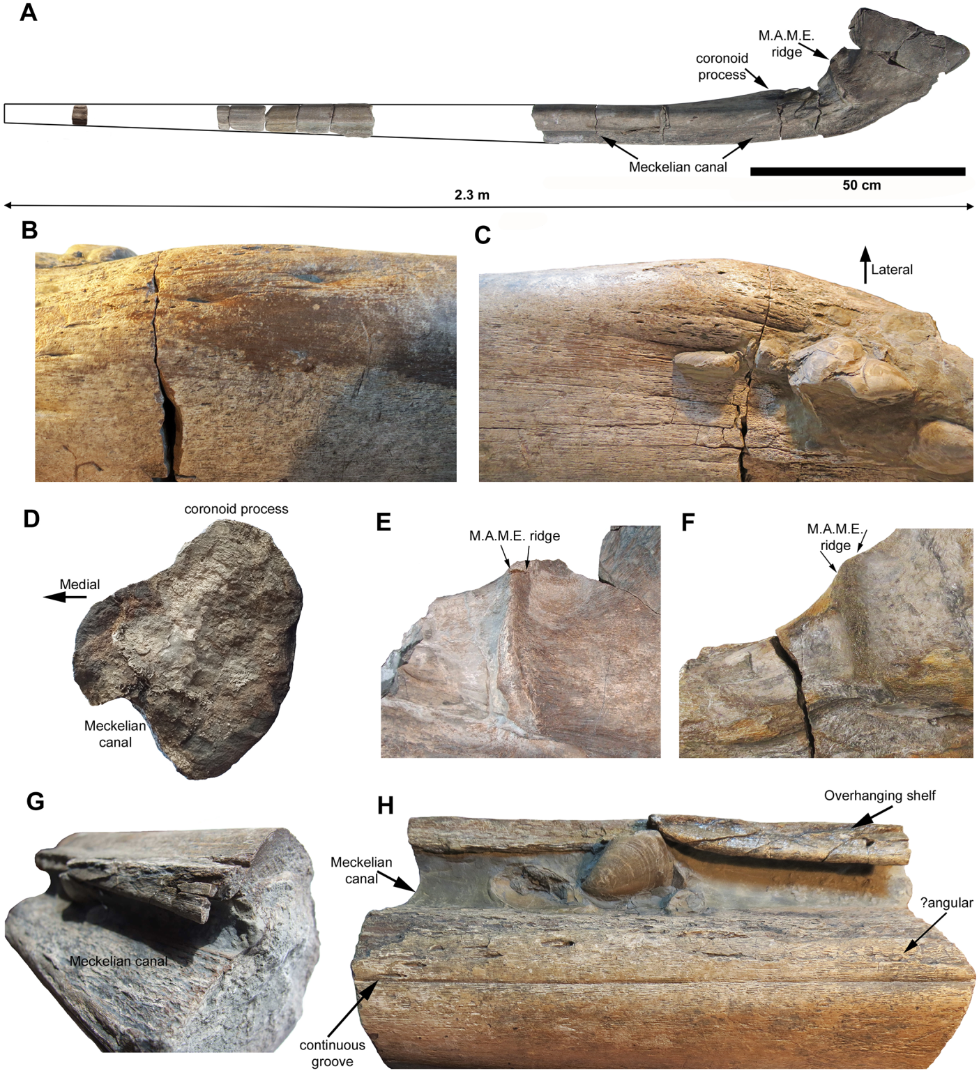Ichthyotitan – Ichthyosauria