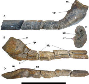 Ichthyotitan – Ichthyosauria